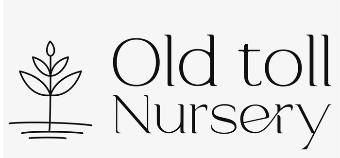 Campanula glomerata 'Superba' – Old Toll Nursery