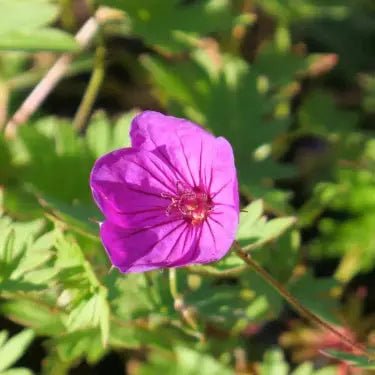 Geranium 'Little David' – Old Toll Nursery