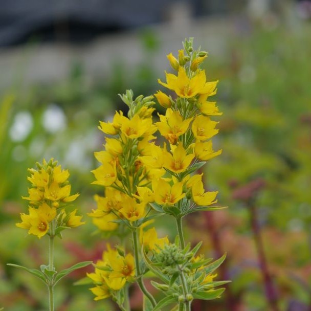 Lysimachia punctata – Old Toll Nursery