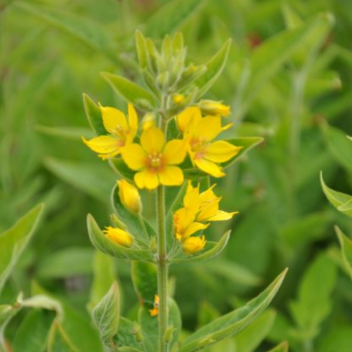 Lysimachia punctata – Old Toll Nursery